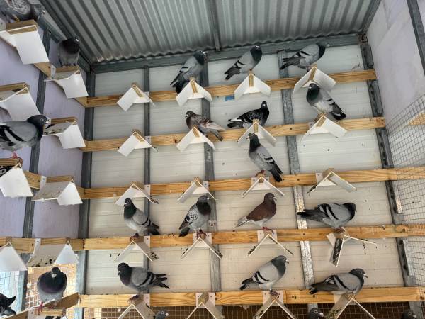 2024 season of the Jamaica Racing Pigeon club off to a flying start ...