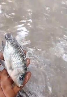 JET & St Catherine residents call for stronger action against entities ...