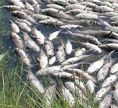 NEPA serves enforcement notice on NWC President for recent fish kill in ...
